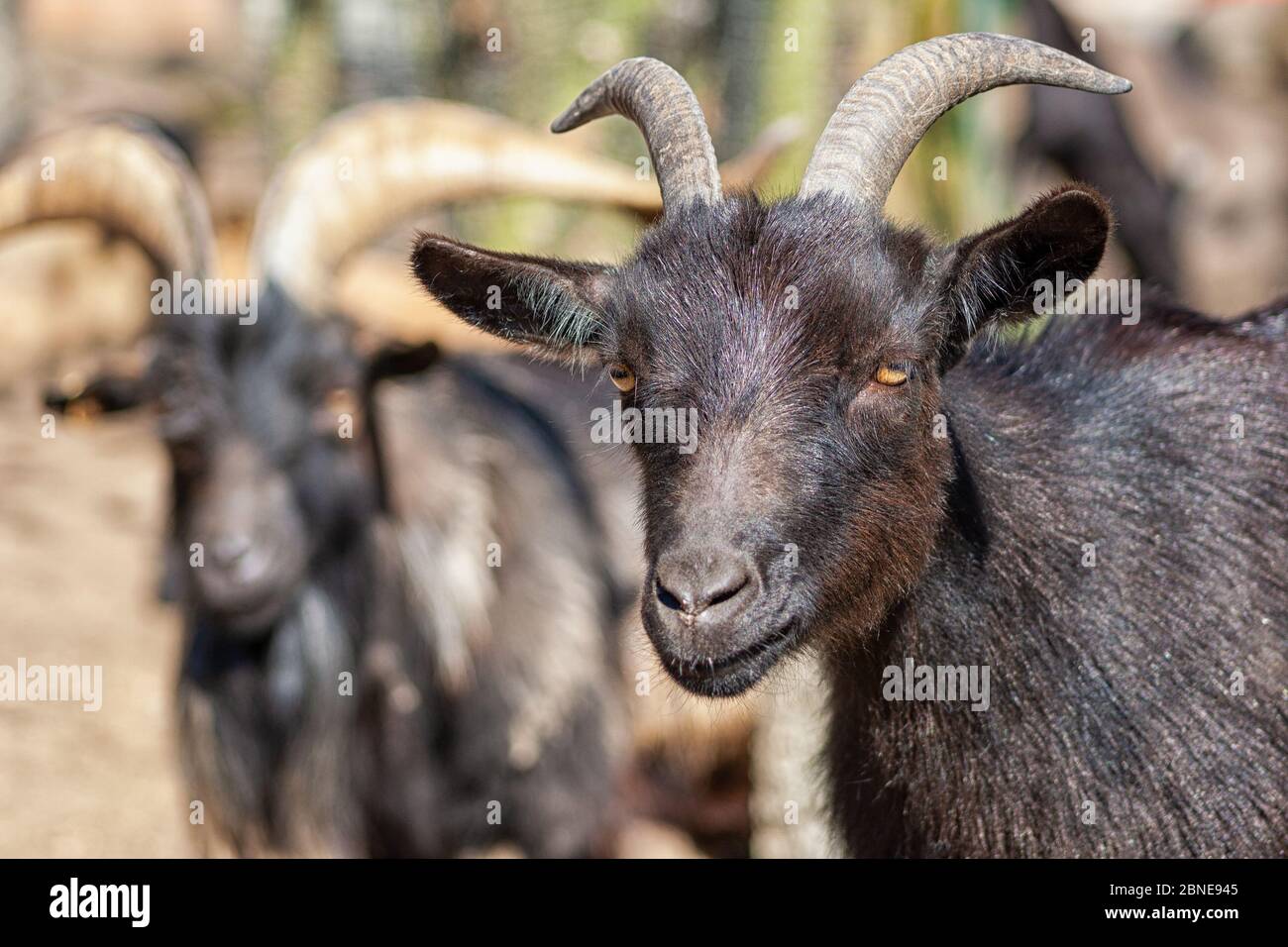 Pygmy village hi-res stock photography and images - Alamy