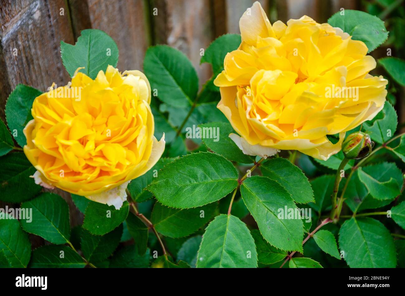 Yellow shrub rose 'Molineux' flowers in a residential garden Stock ...