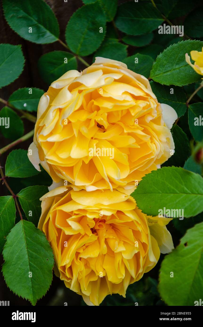 Yellow shrub rose 'Molineux' flowers in a residential garden Stock ...
