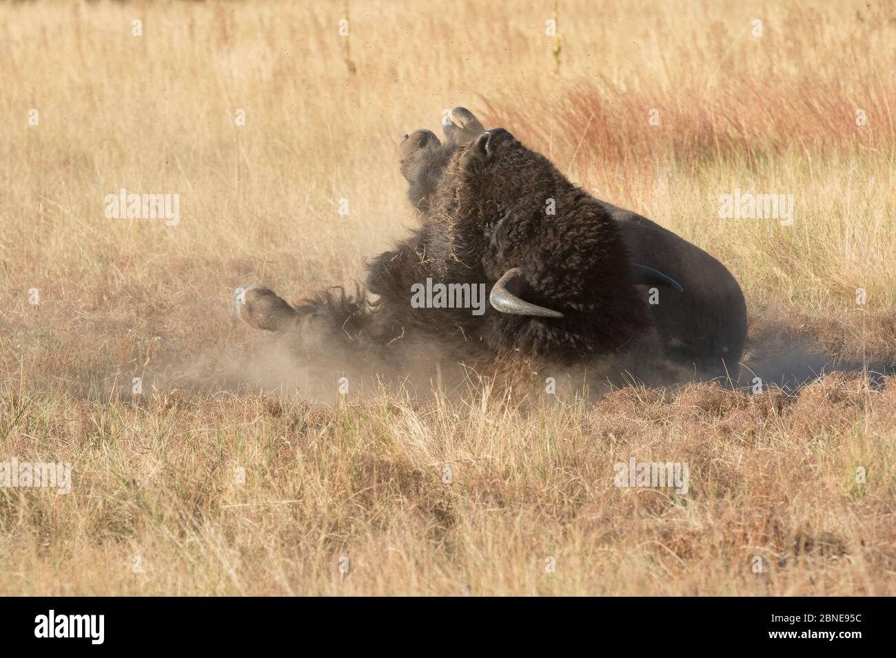 Bull dust hi-res stock photography and images - Alamy