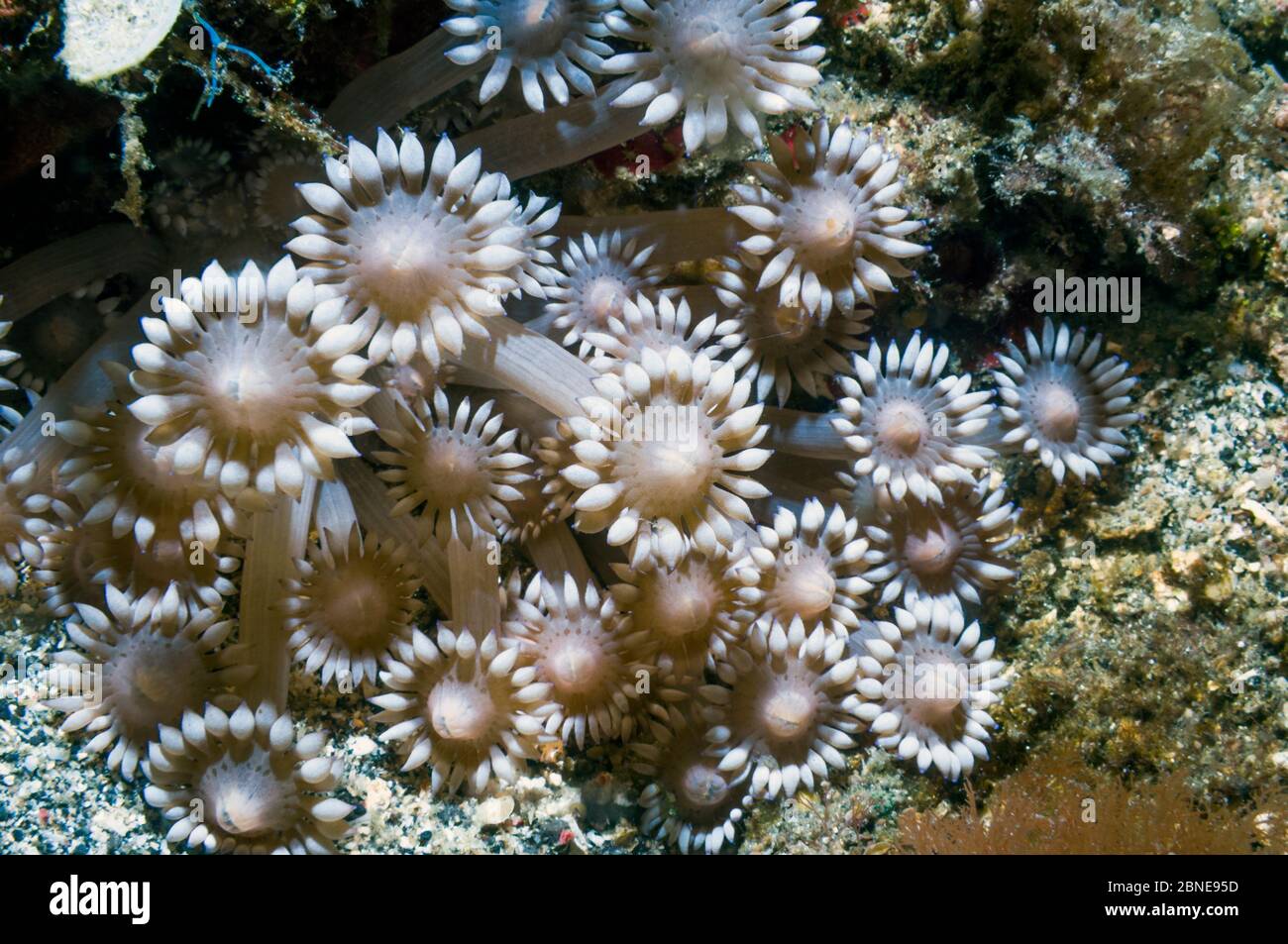 Extended polyps of the Hard coral (Goniopora sp) Lembeh, Sulawesi ...