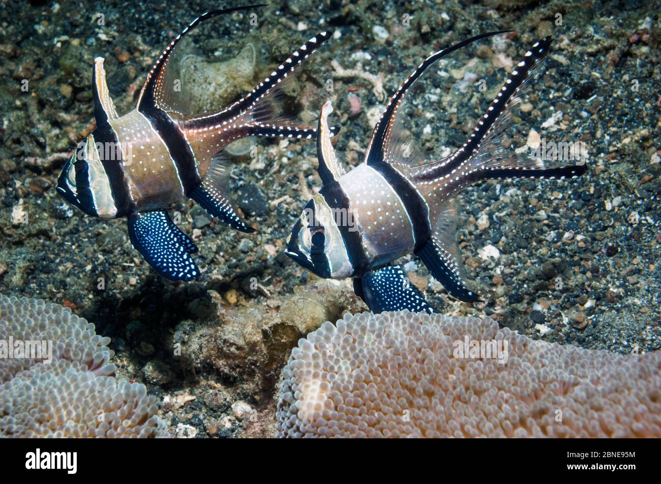 Central sulawesi banggai cardinalfish hi-res stock photography and ...