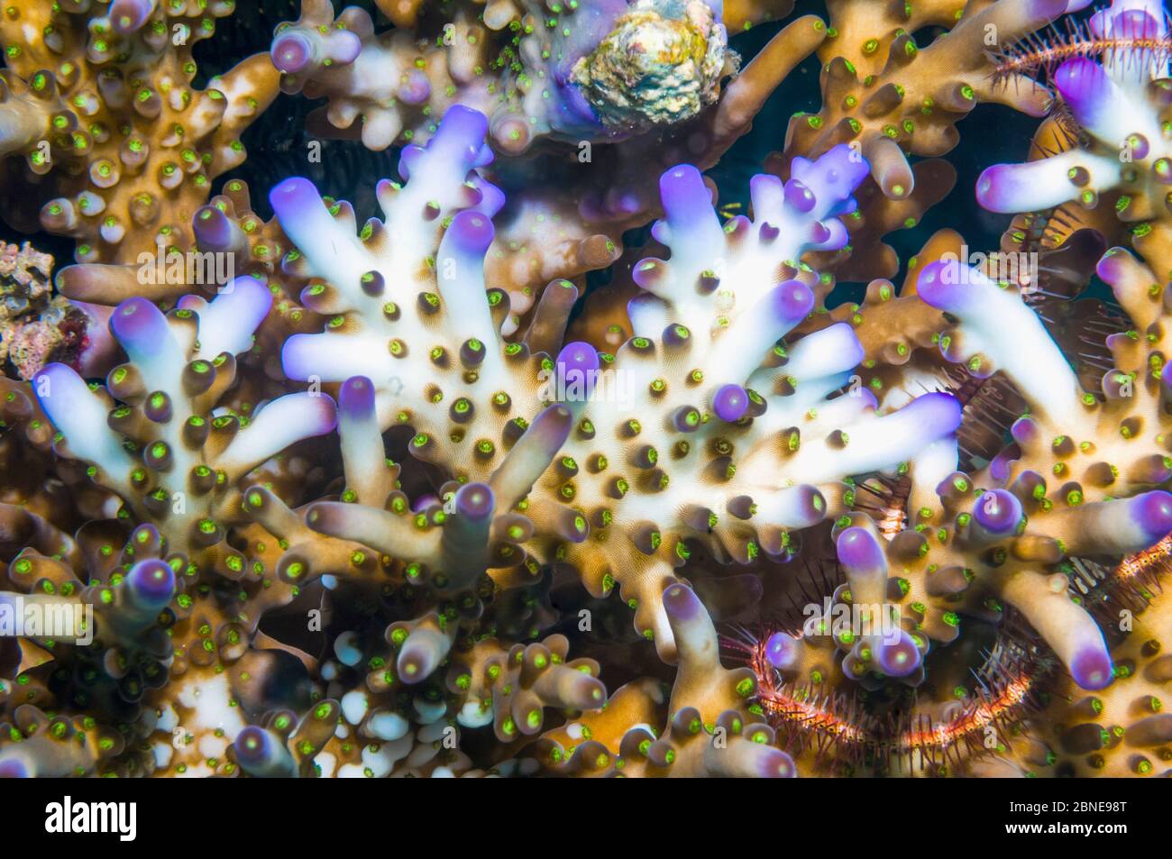 Partially bleached Acropora coral (Acropora) Raja Ampat, West Papua ...