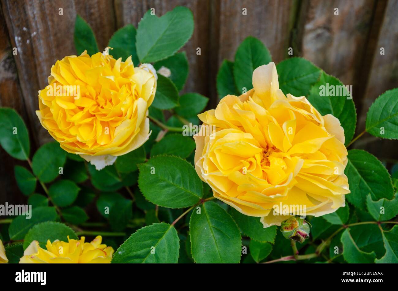 Yellow shrub rose 'Molineux' flowers in a residential garden Stock ...