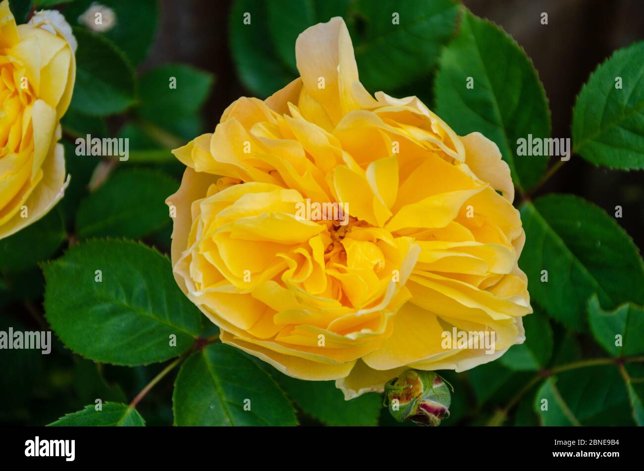 Yellow shrub rose 'Molineux' flowers in a residential garden Stock ...