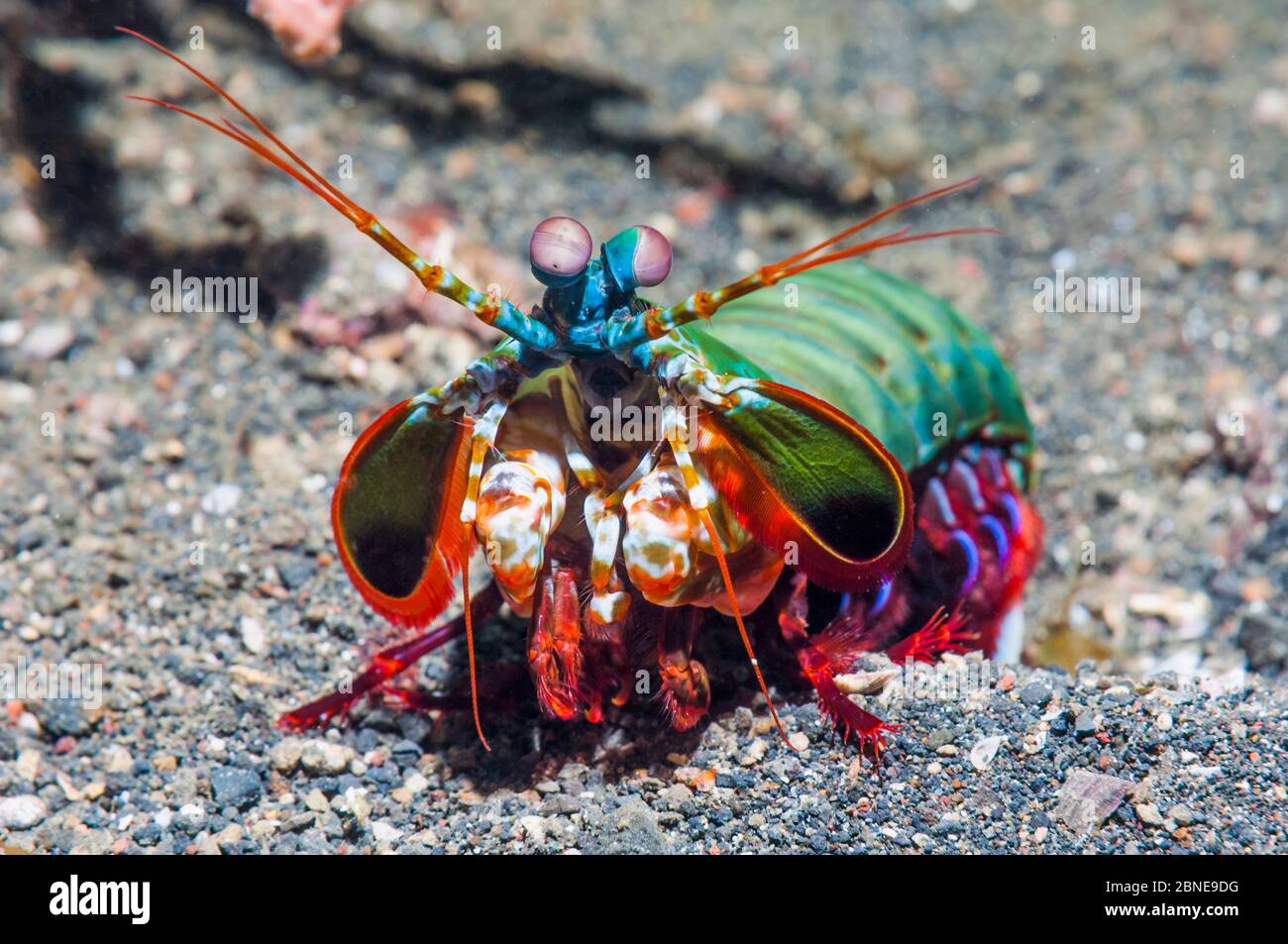 Peacock mantis shrimp (Odontodactylus scyllarus) Lembeh Strait ...