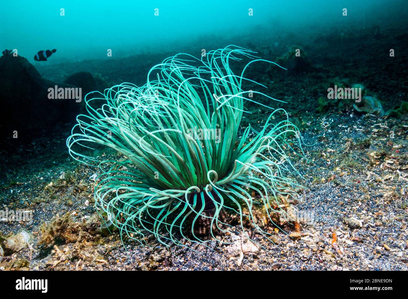 Tube anemone cerianthus sp hi-res stock photography and images - Alamy