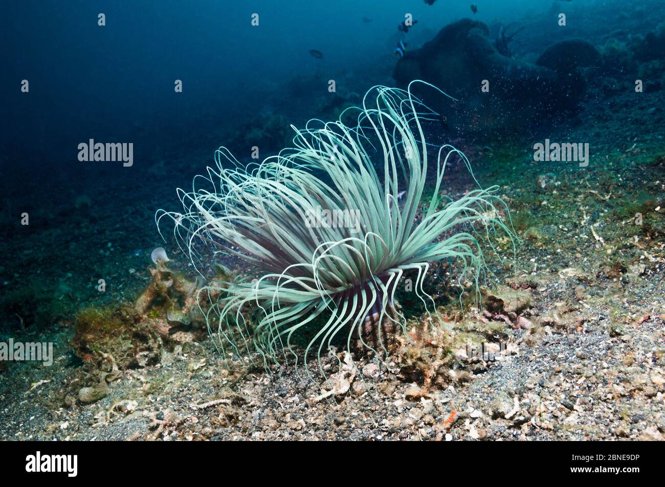 Tube or Cerianthid anemone (Cerianthus sp.) Lembeh, Sulawesi, Indonesia ...