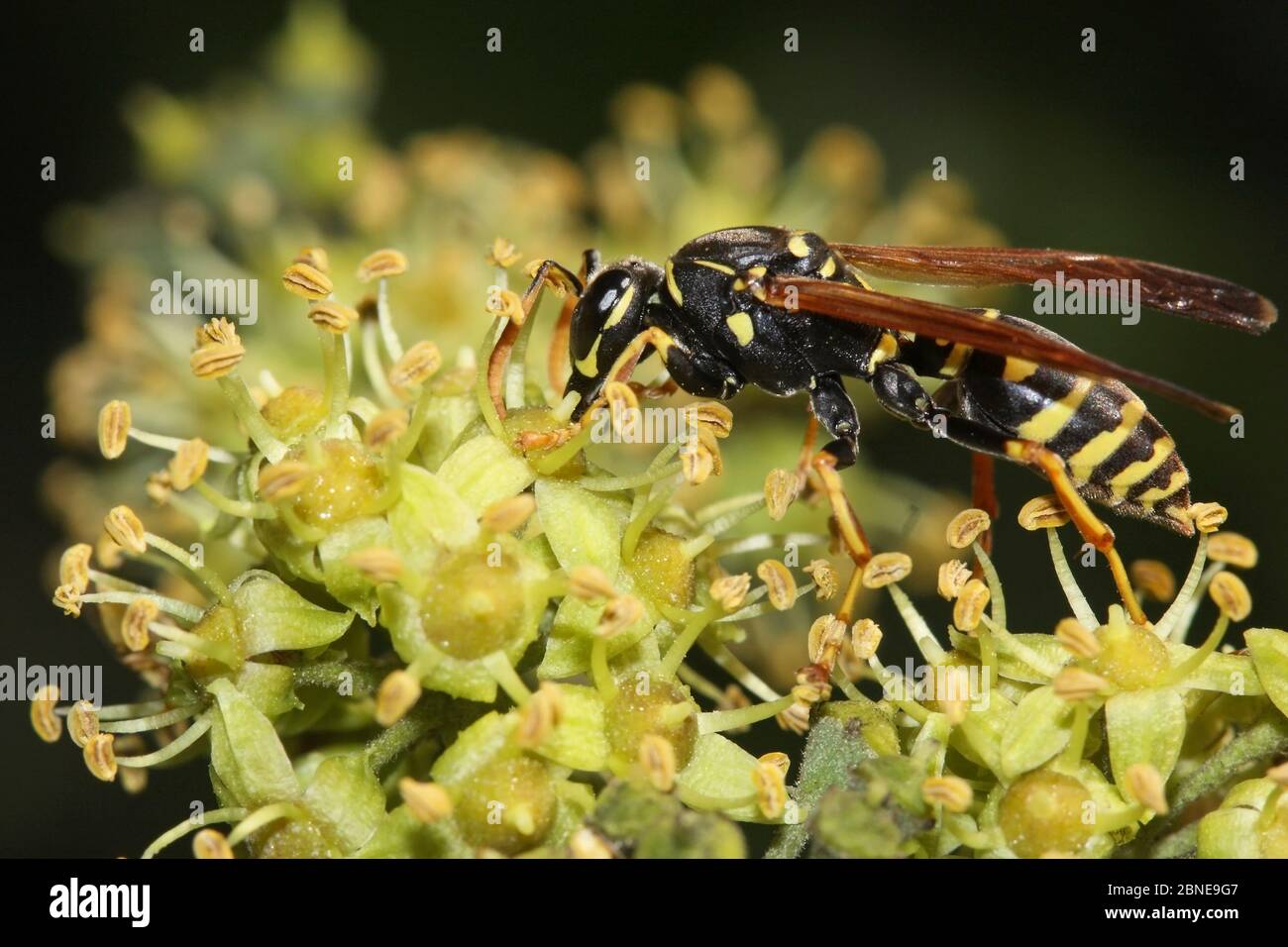 European potter wasp (Ancistrocerus gazella) feeding on Ivy flowers ...