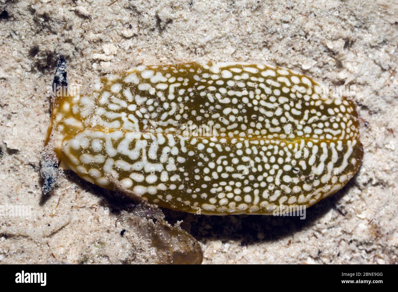 Sea slug (Plakobranchus ocellatus) on sand. Raja Ampat, West Papua ...