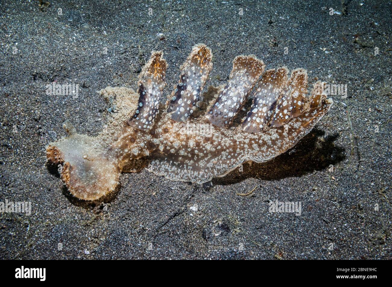 Sea slug nudibranch melibe hi-res stock photography and images - Alamy