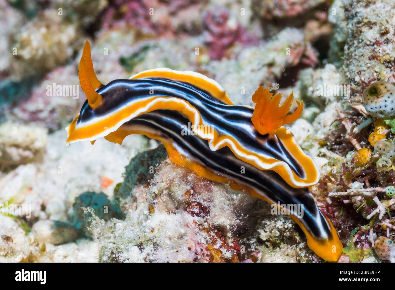 Magnificent nudibranch hi-res stock photography and images - Alamy
