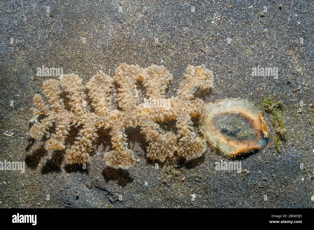 Nudibranch (Melibe viridis) with extended hood feeding on sand. Lembeh ...
