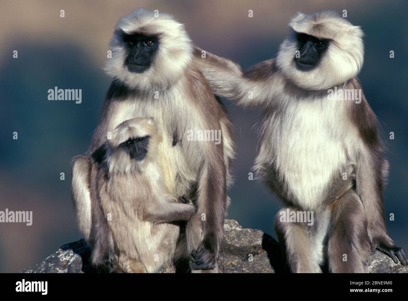 Two Central Himalayan langur (Semnopithecus schistaceus) adults with ...