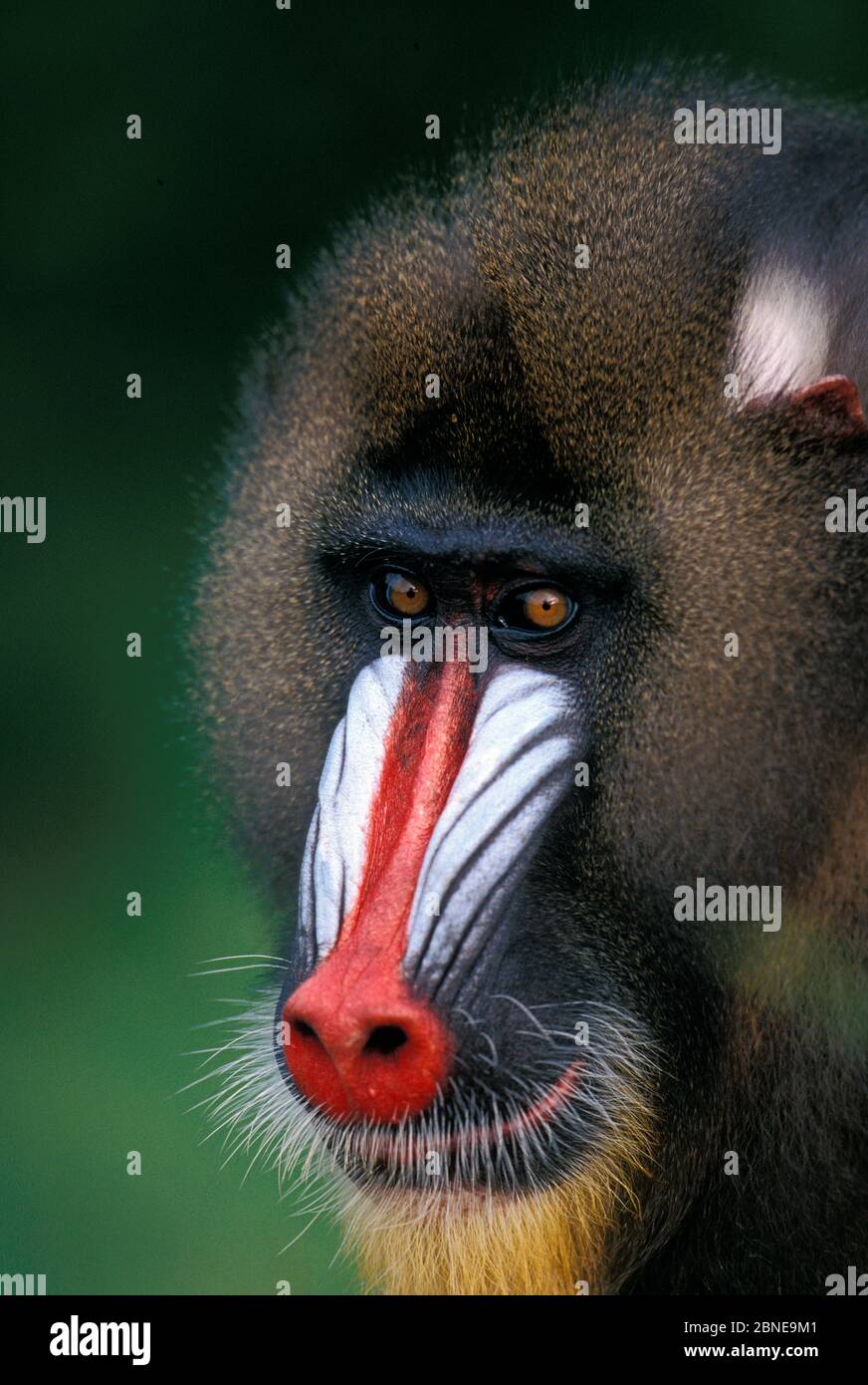 Male Mandrill (Mandrillus sphinx) portrait, Gabon Stock Photo - Alamy
