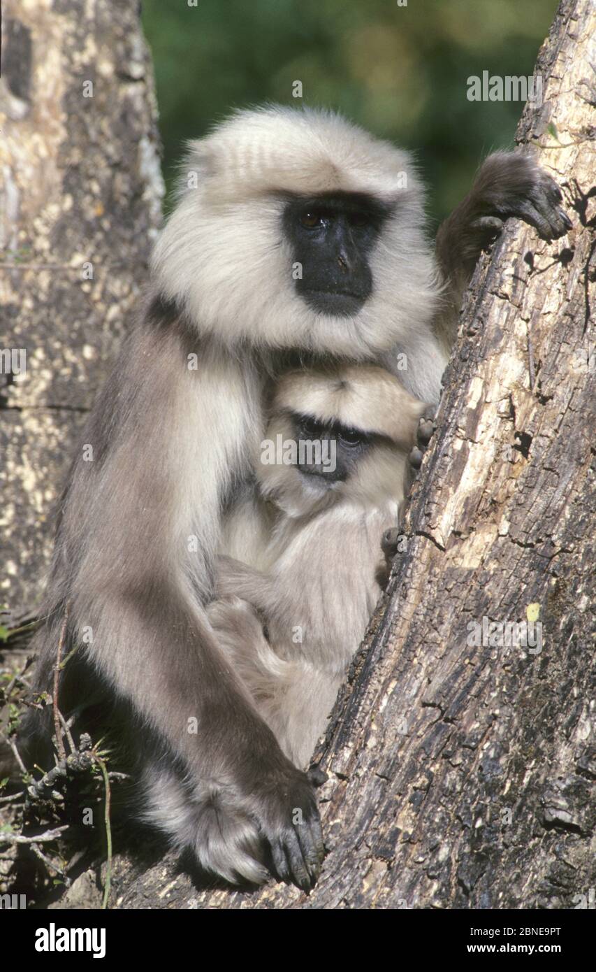 Semnopithecus achilles hi-res stock photography and images - Alamy