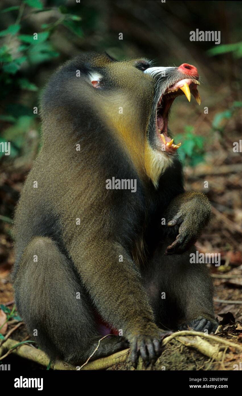 Male Mandrill (Mandrillus sphinx) sitting on ground, yawning, Gabon ...