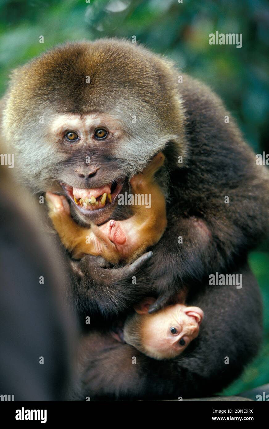 Tibetan Macaque
