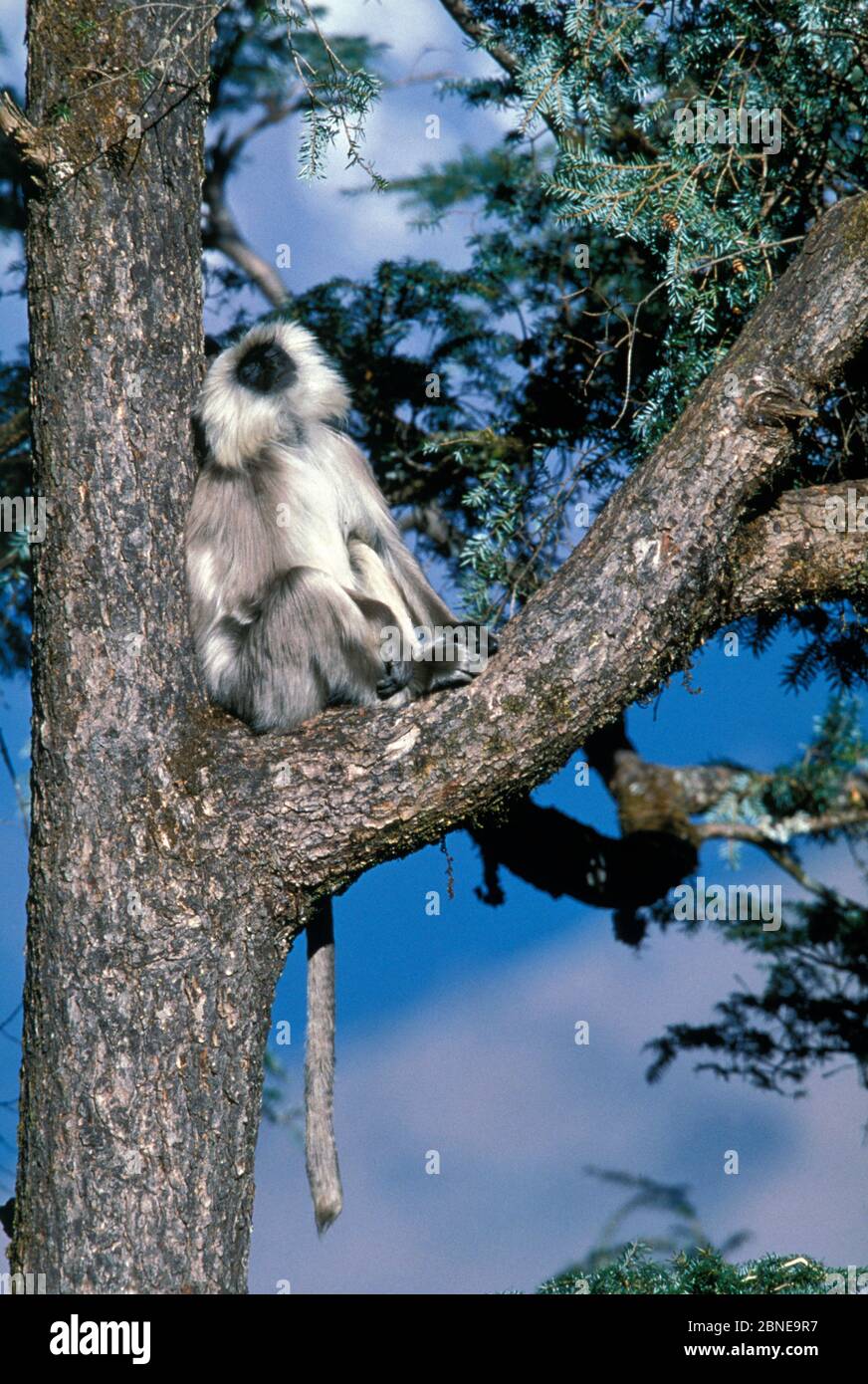 Central Himalayan langur (Semnopithecus schistaceus) resting in a Cedar ...