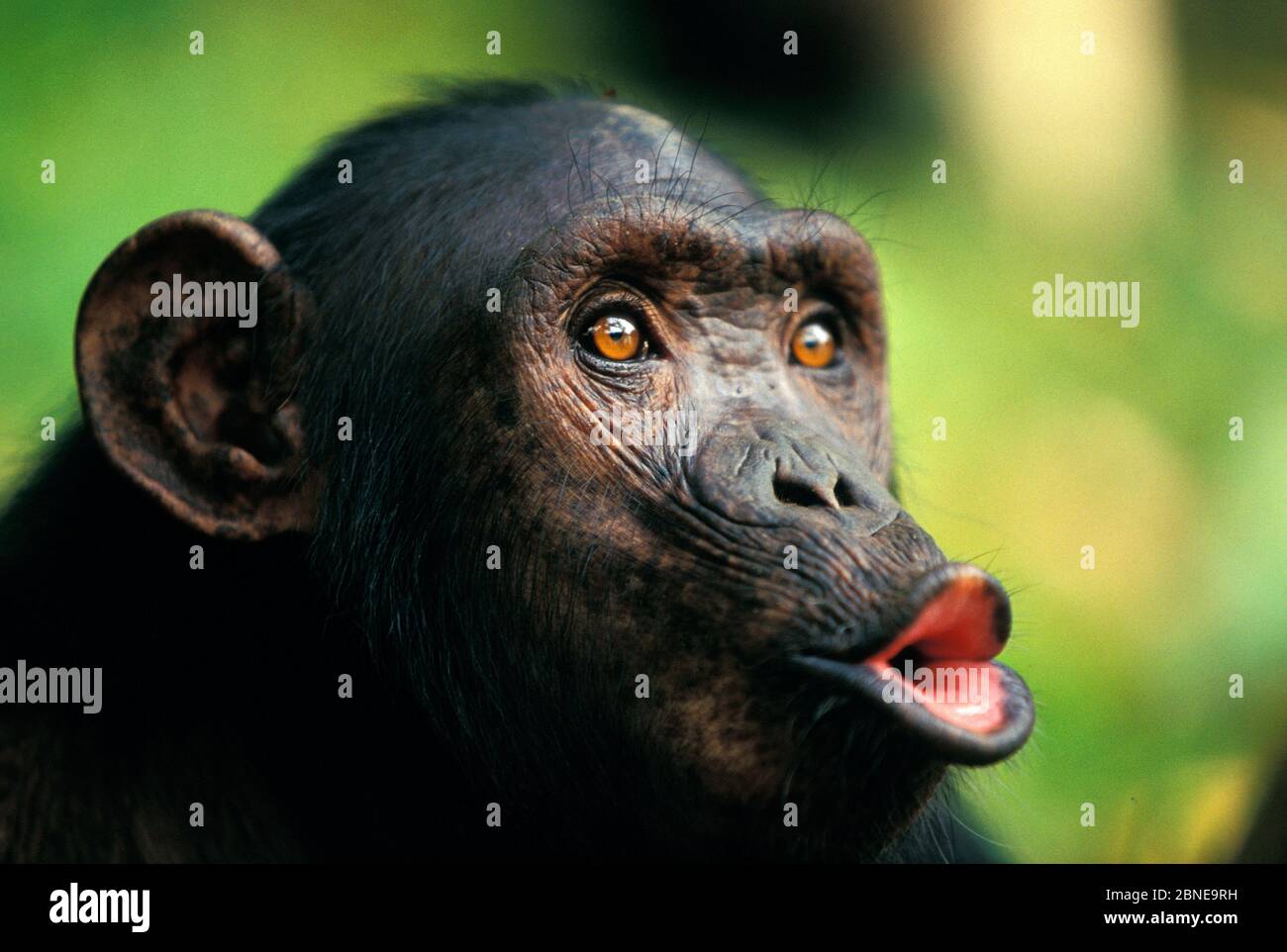 Chimpanzee Lips