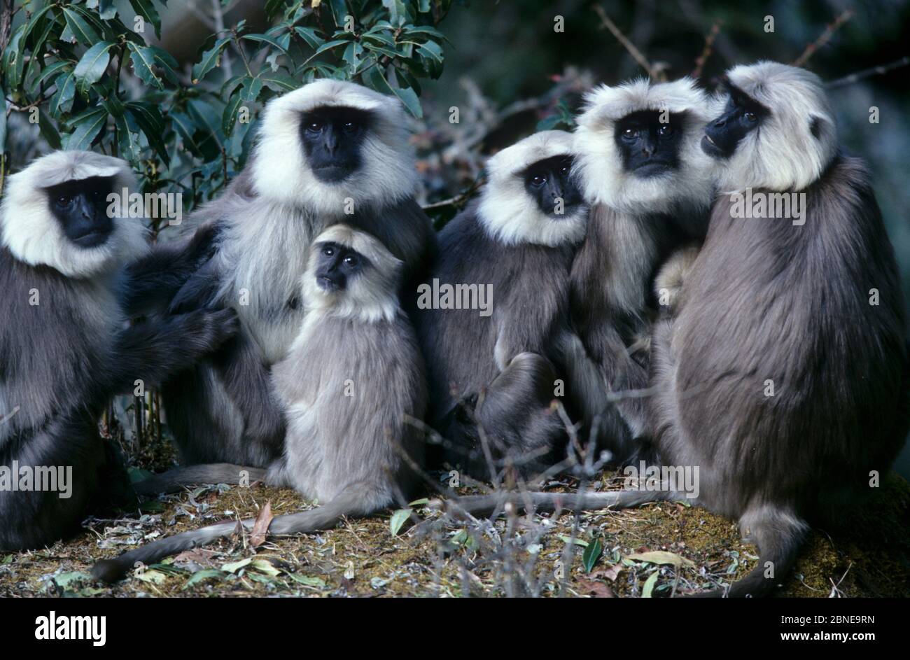Semnopithecus achilles hi-res stock photography and images - Alamy