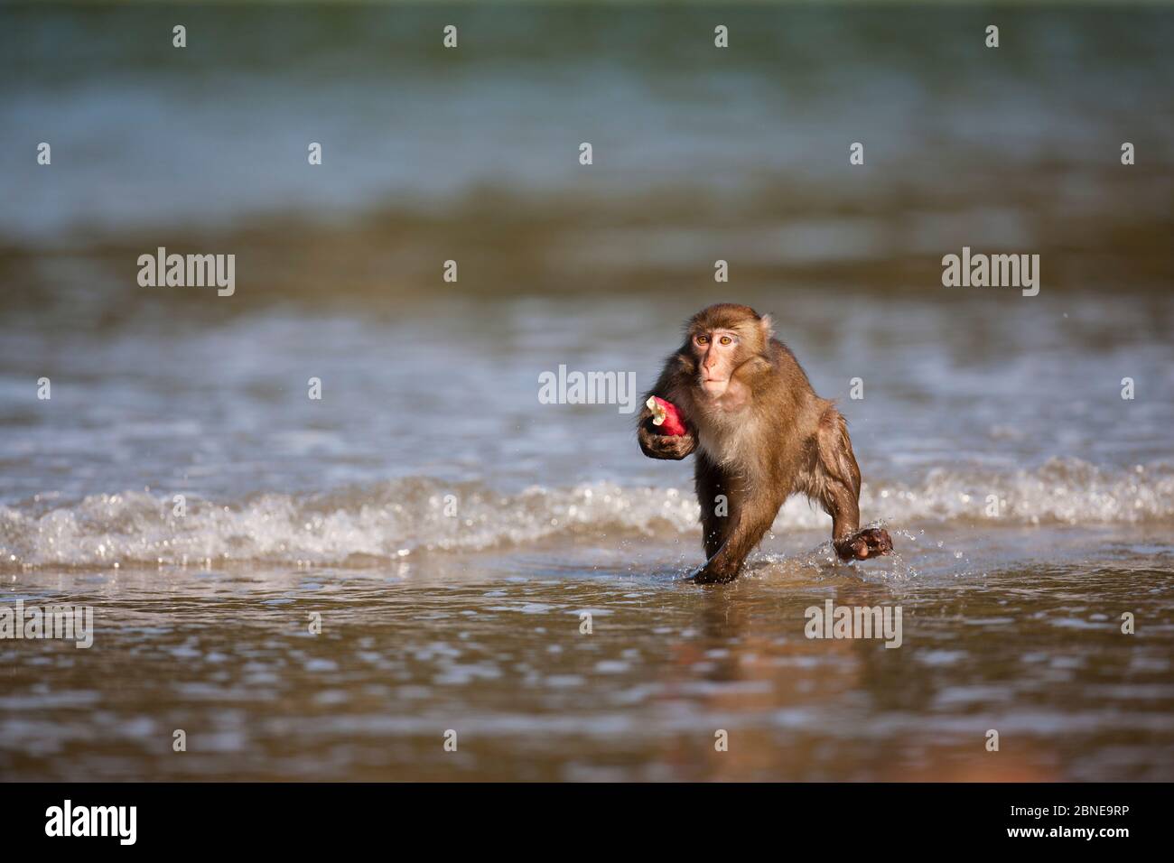 Japanese macaque (Macaca fuscata) running along beach carrying a sweet ...