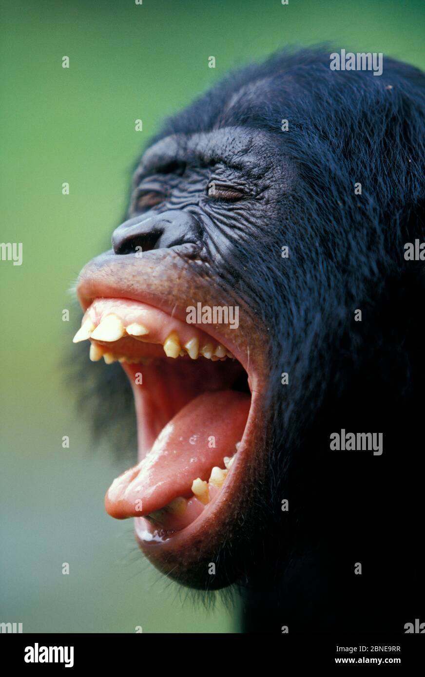 Bonobos Oral