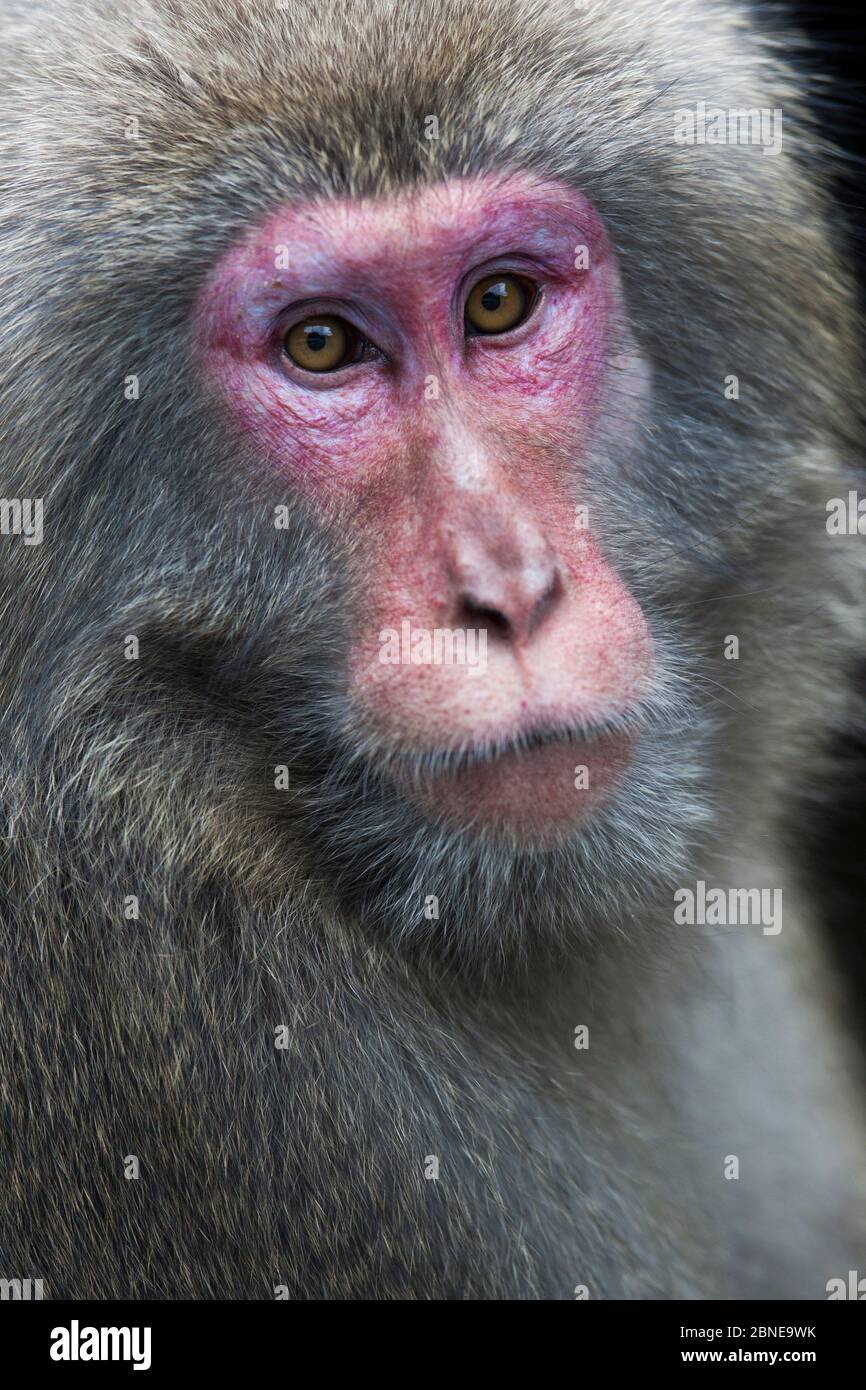 Japanese macaque (Macaca fuscata) portrait, Yakushima Island, Japan ...