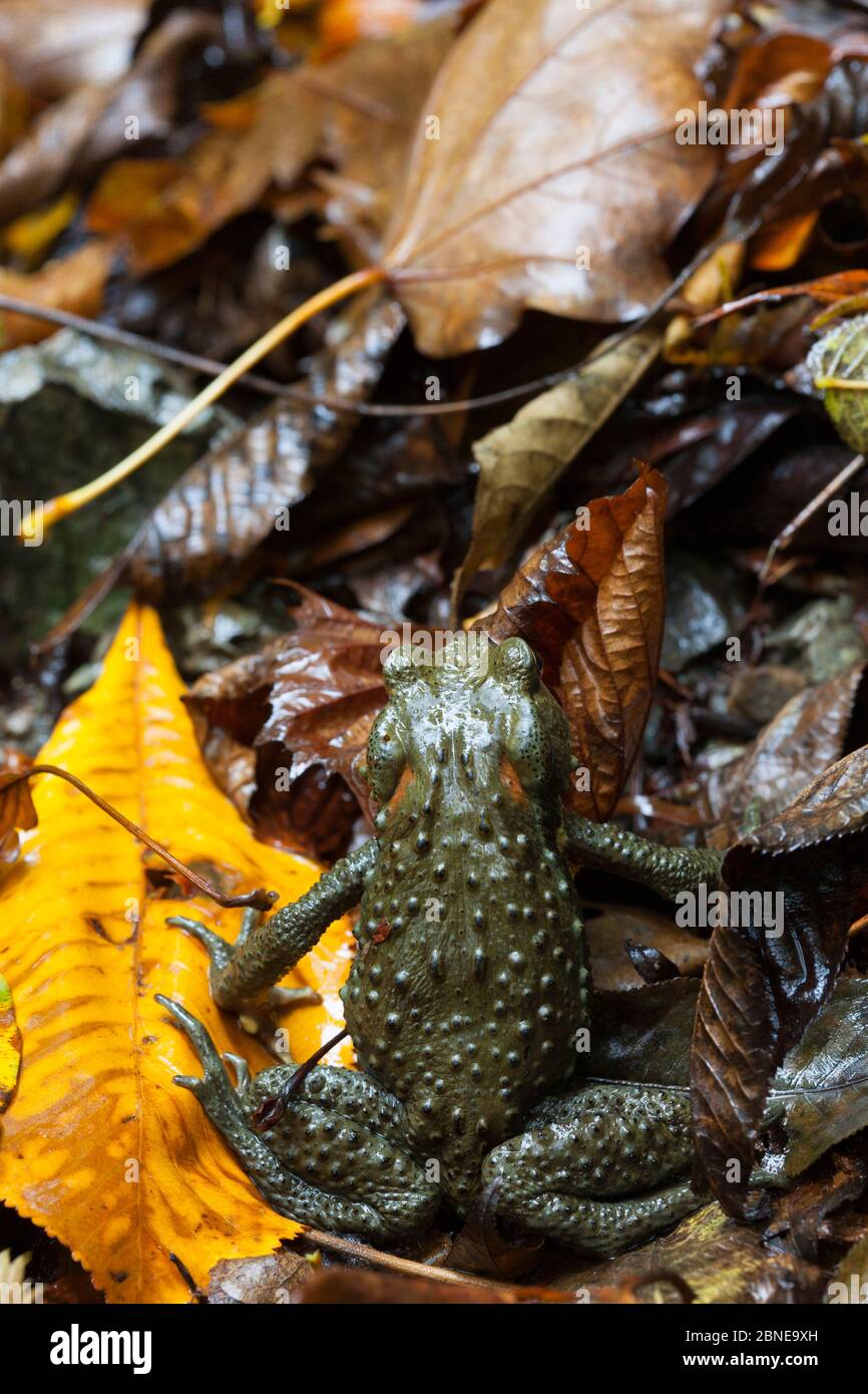 Japanese toad (Bufo japonicus) on leaves, it is diurnal here due to the ...