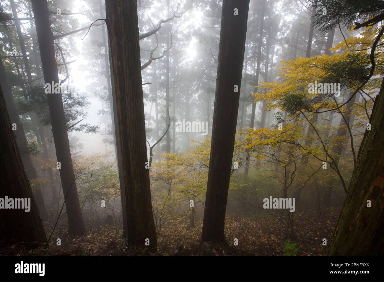Forest near the Tamaki-Jinja Temple on the Kumano Kodo Pilgrimage path ...