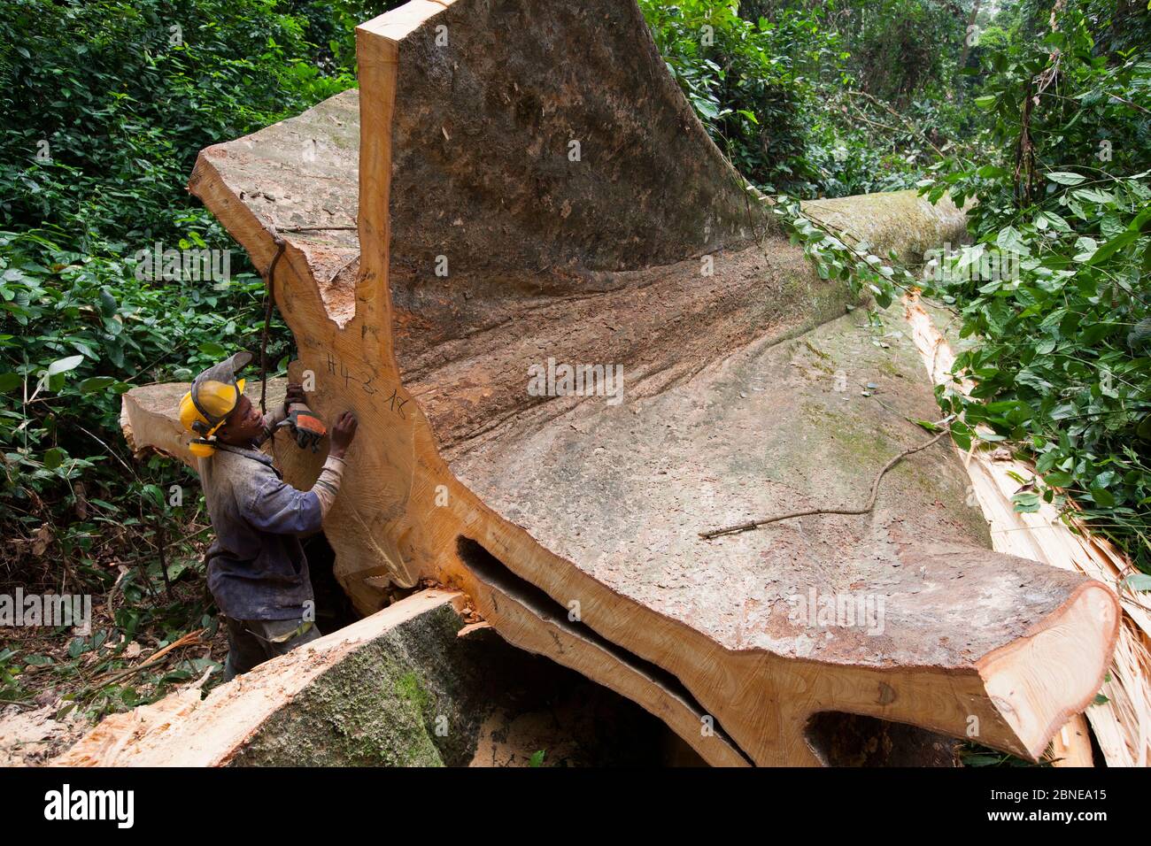 Tropical rainforest cameroon hi-res stock photography and images - Alamy