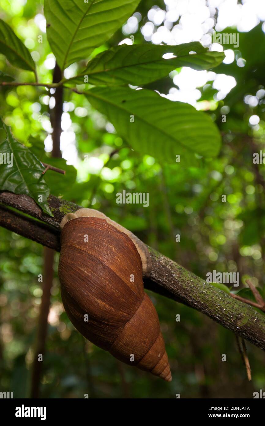 Giant African land snail (Achatina sp) on twig, South East Cameroon ...