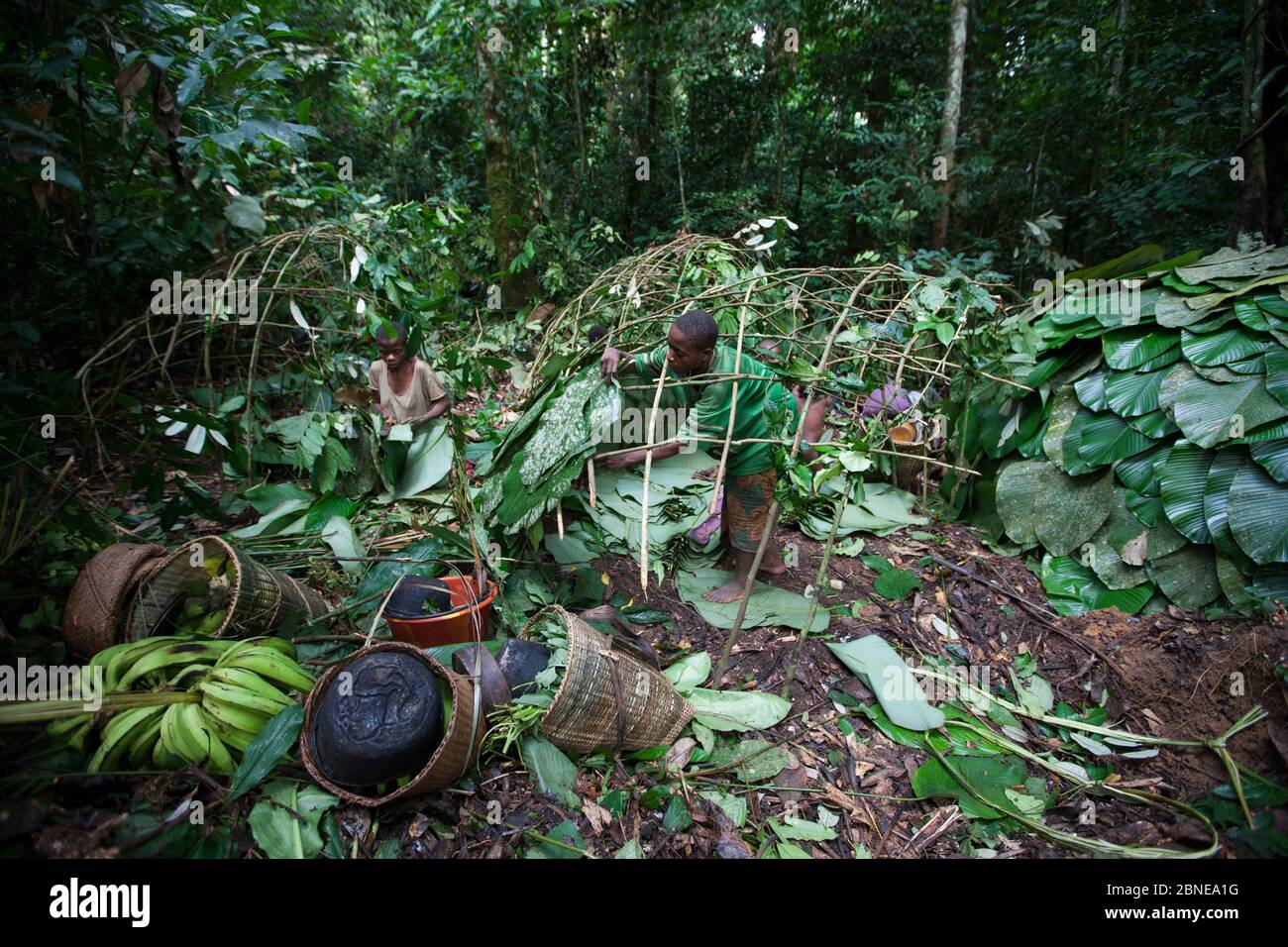 Two Baka women using Ngongo (Megaphrynium macrostachyum) leaves to make ...