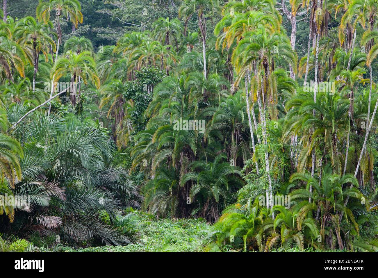 Palm trees (Arecaceae) in tropical rainforest, Lake Lobak / Lobeke ...