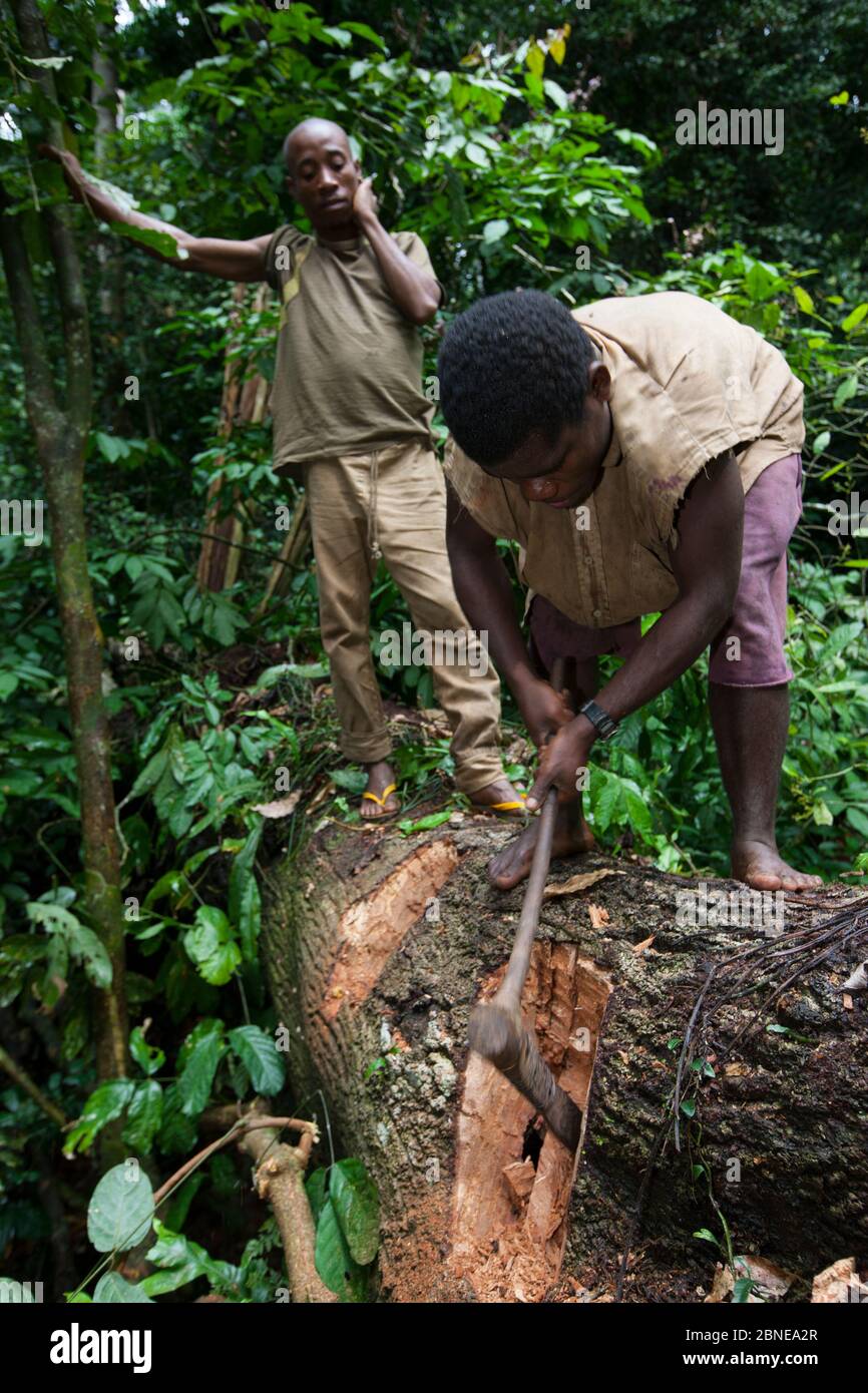 Baka tree hi-res stock photography and images - Alamy