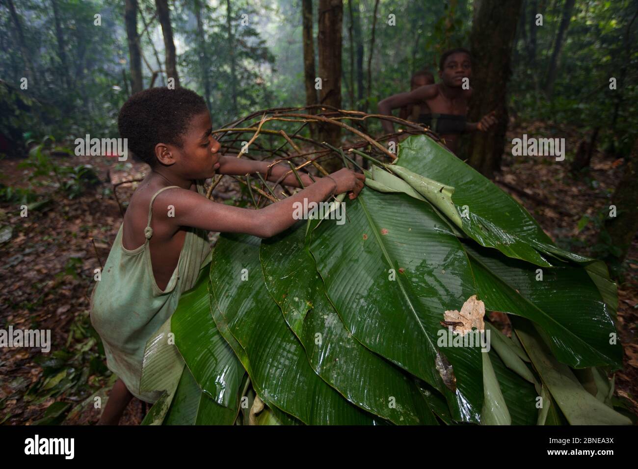 Baka woman making a Mongolus, a hut made from sticks and Ngongo ...