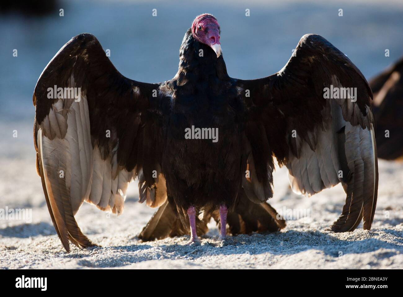 Turkey vulture (Cathartes aura) sunning itself, Vizcaino Desert, Baja ...