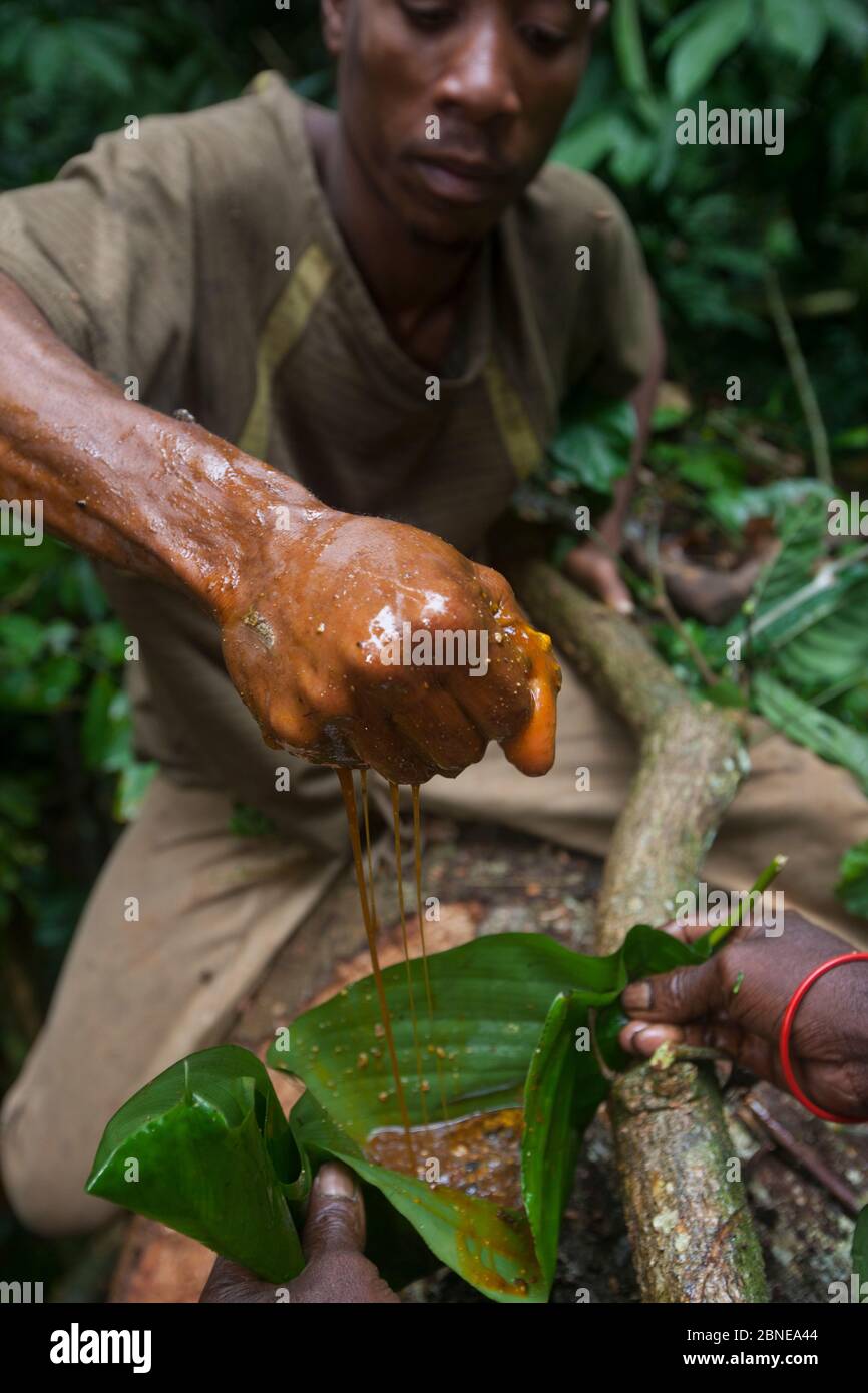 Baka man squeezing honey into leaf, South East Cameroon, July 2008 ...