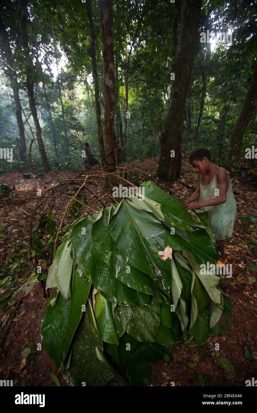 Baka woman using Ngongo (Megaphrynium macrostachyum) leaves to make a ...