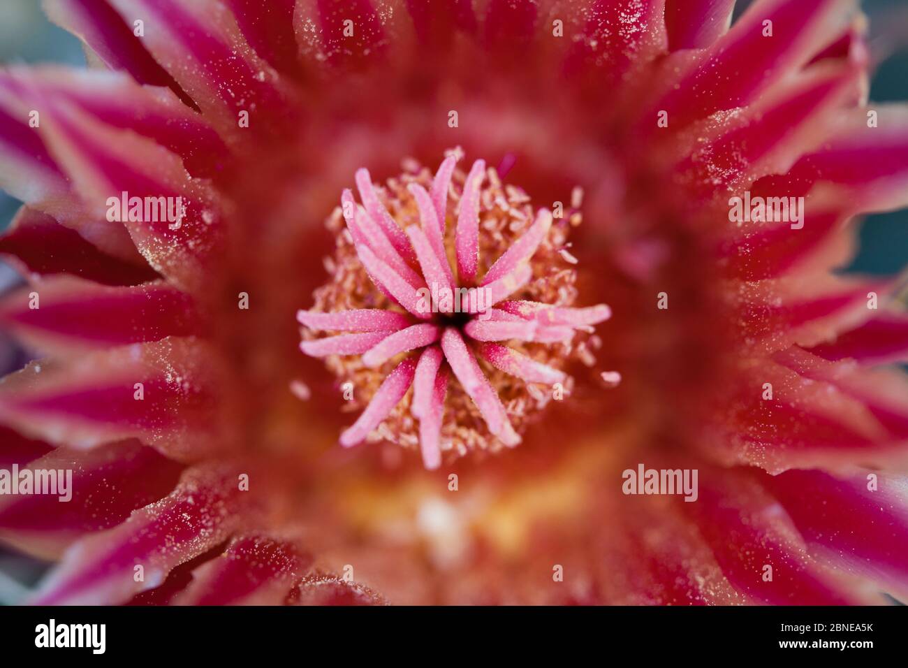 Fishhook barrel cactus hi-res stock photography and images - Alamy