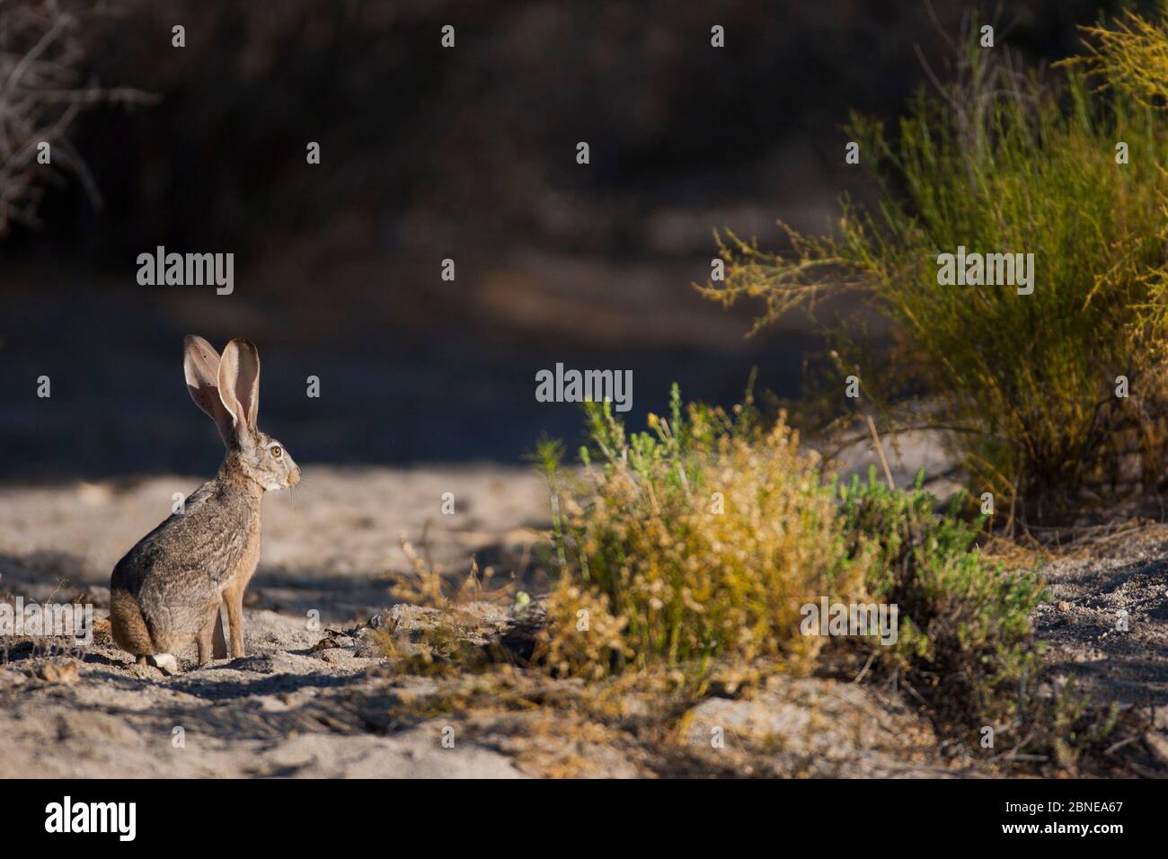 Black tailed jackrabbit (Lepus californicus) sitting, Vizcaino Desert ...