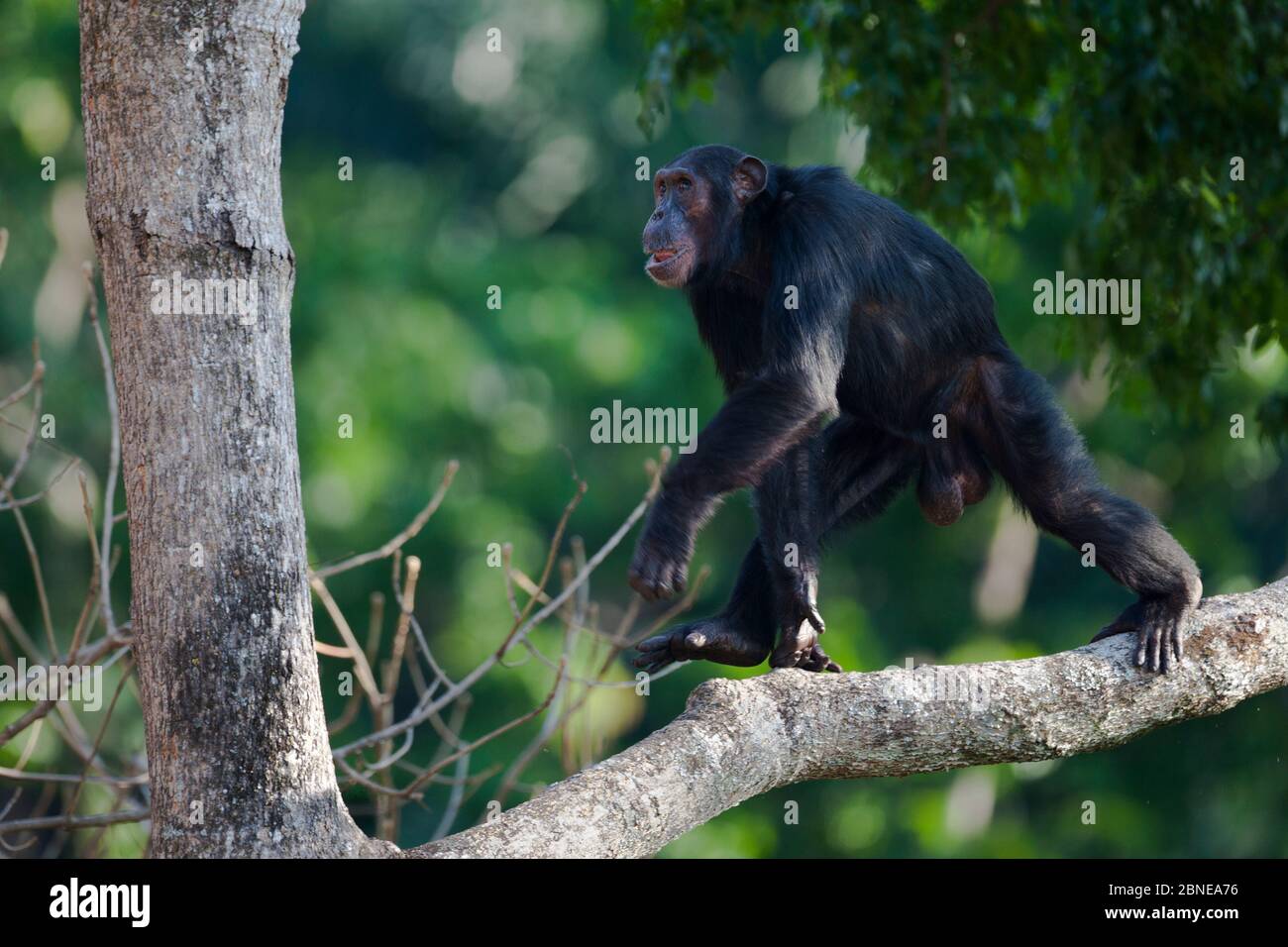 Walking chimpanzee hi-res stock photography and images - Alamy