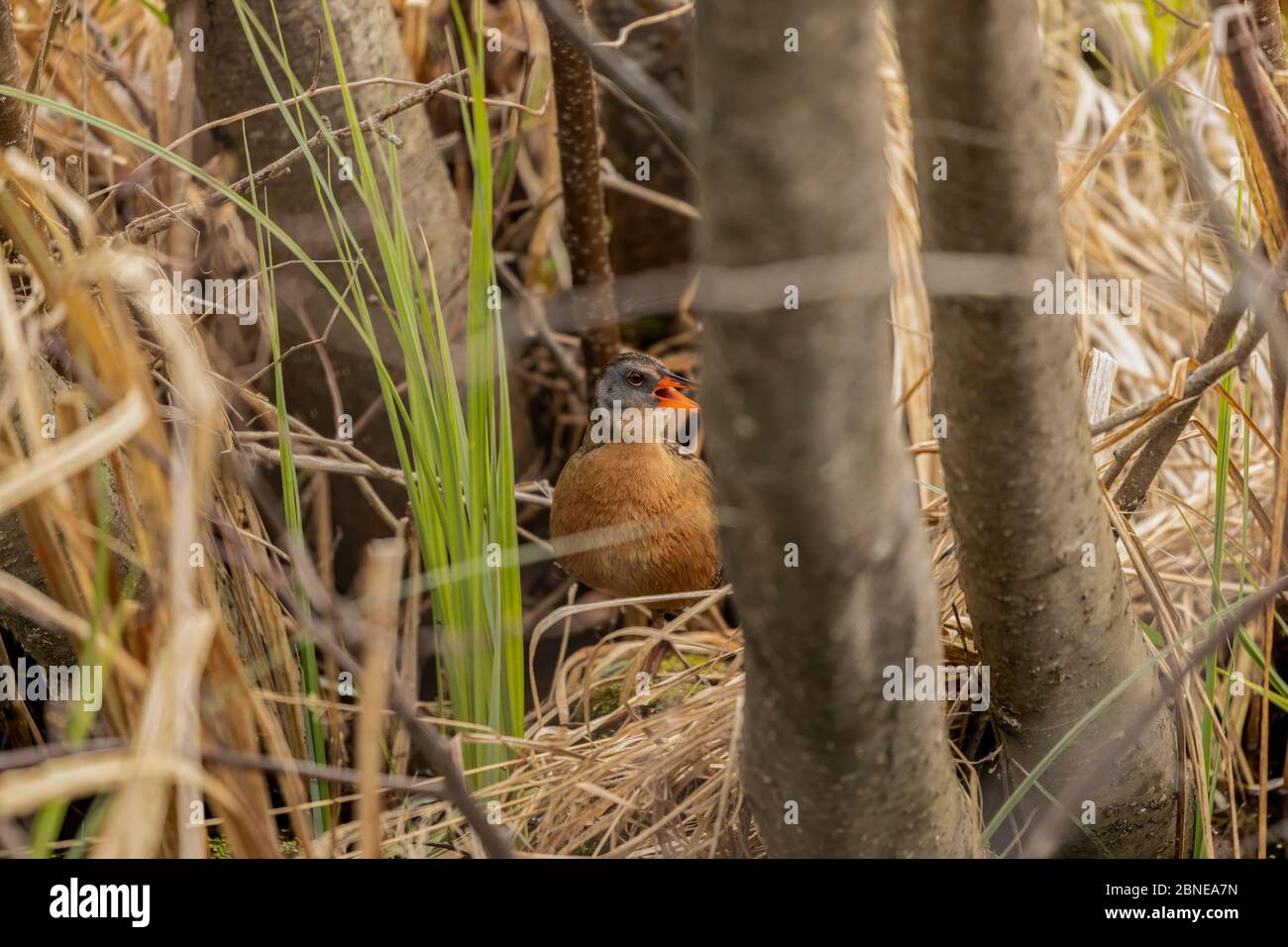 The Virginia rai (Rallus limicola) Small water bird in the marsh ...