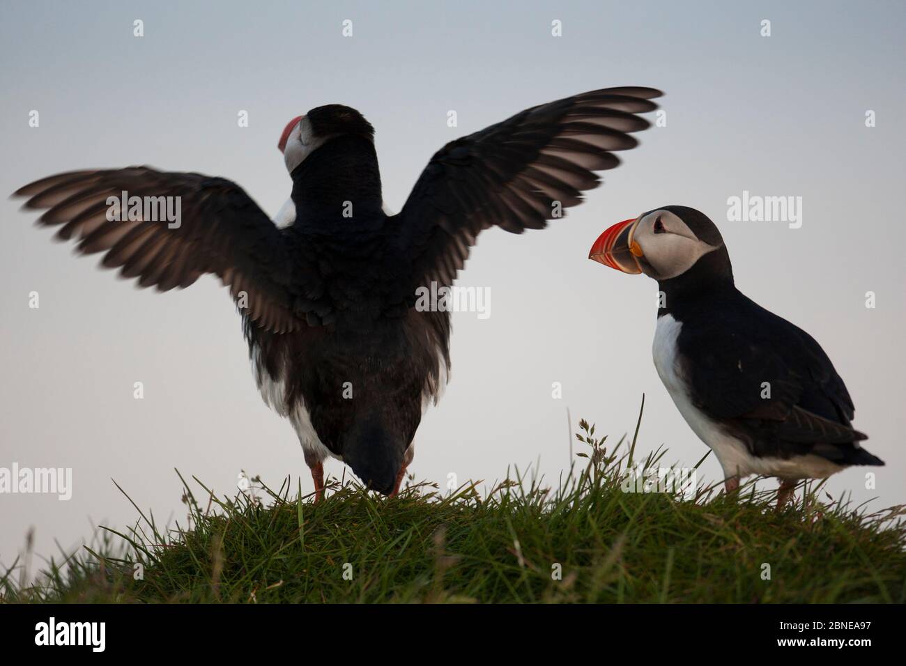 Two Atlantic puffins (Fratercula arctica) one with wings outstretched ...
