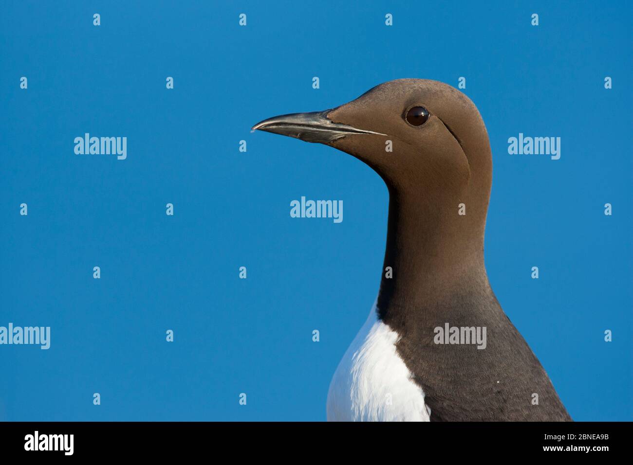 Common guillemot (Uria aalge) portrait, Langanes Peninsula, Iceland ...