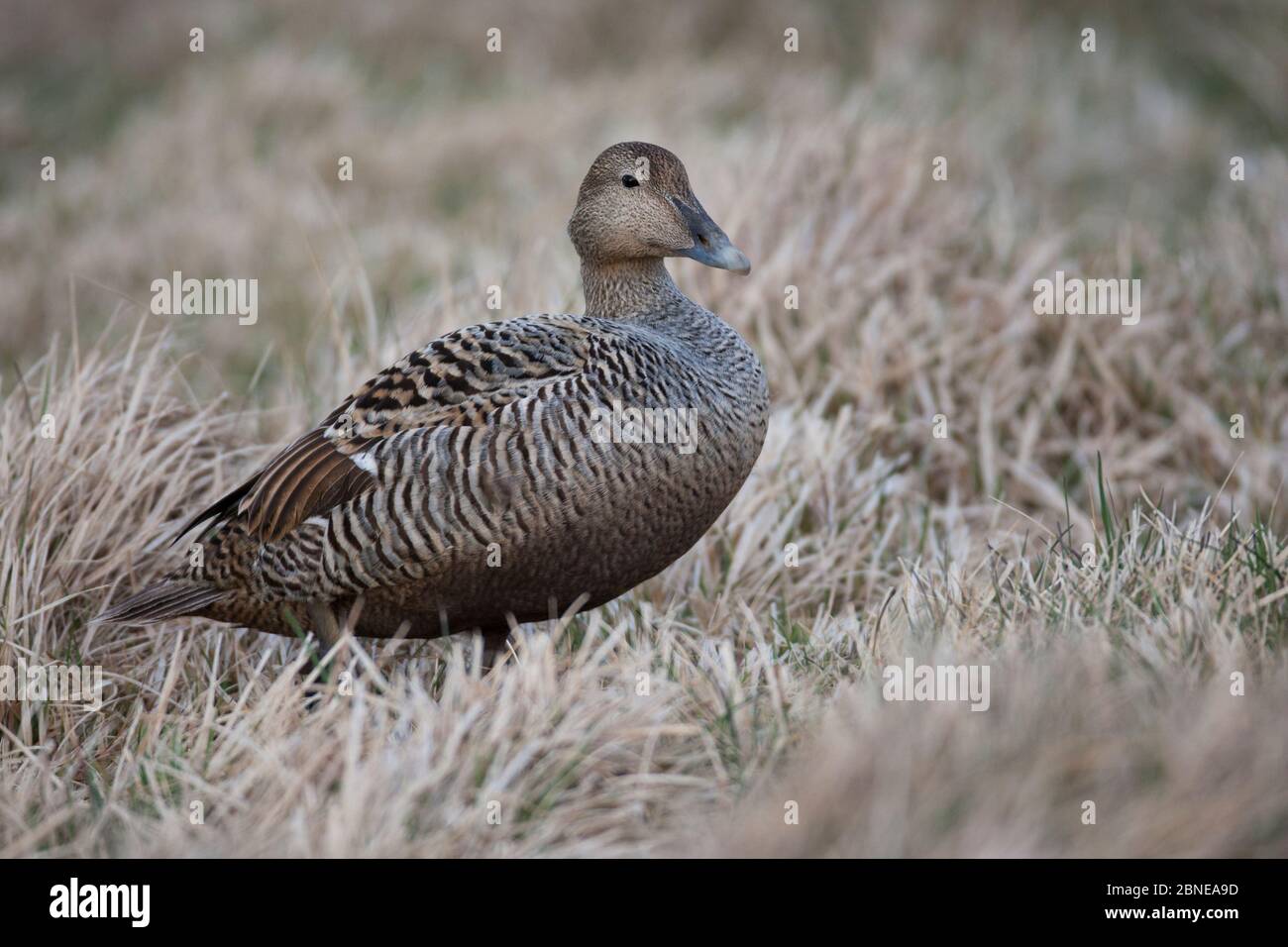 Female Common eider duck (Somateria mollissima) Aedey Island ...