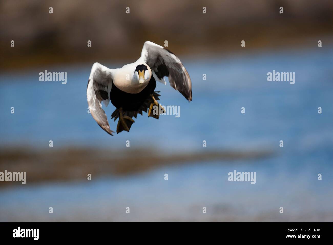 Male Common eider duck (Somateria mollissima) flying over water, Aedey ...