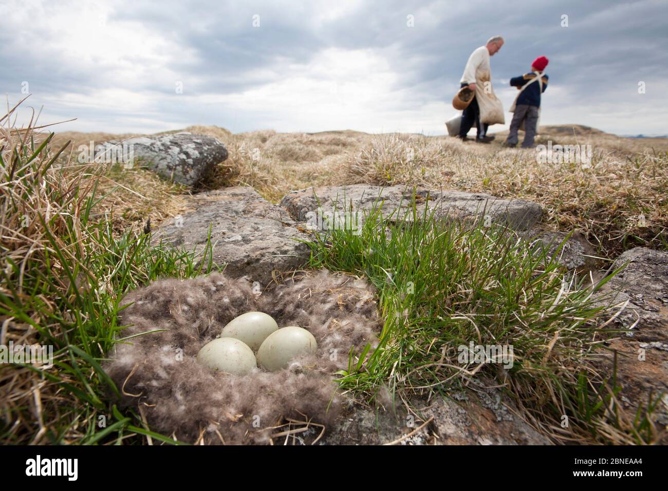 Common eider bird nest hi-res stock photography and images - Alamy
