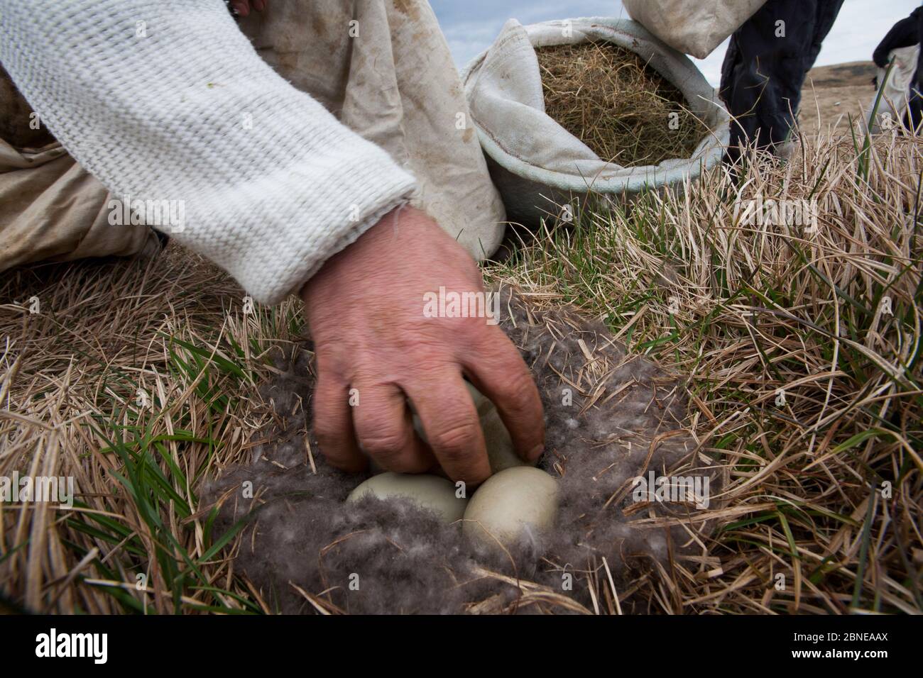 Hand collecting Common eider (Somateria mollissima) down feathers from ...