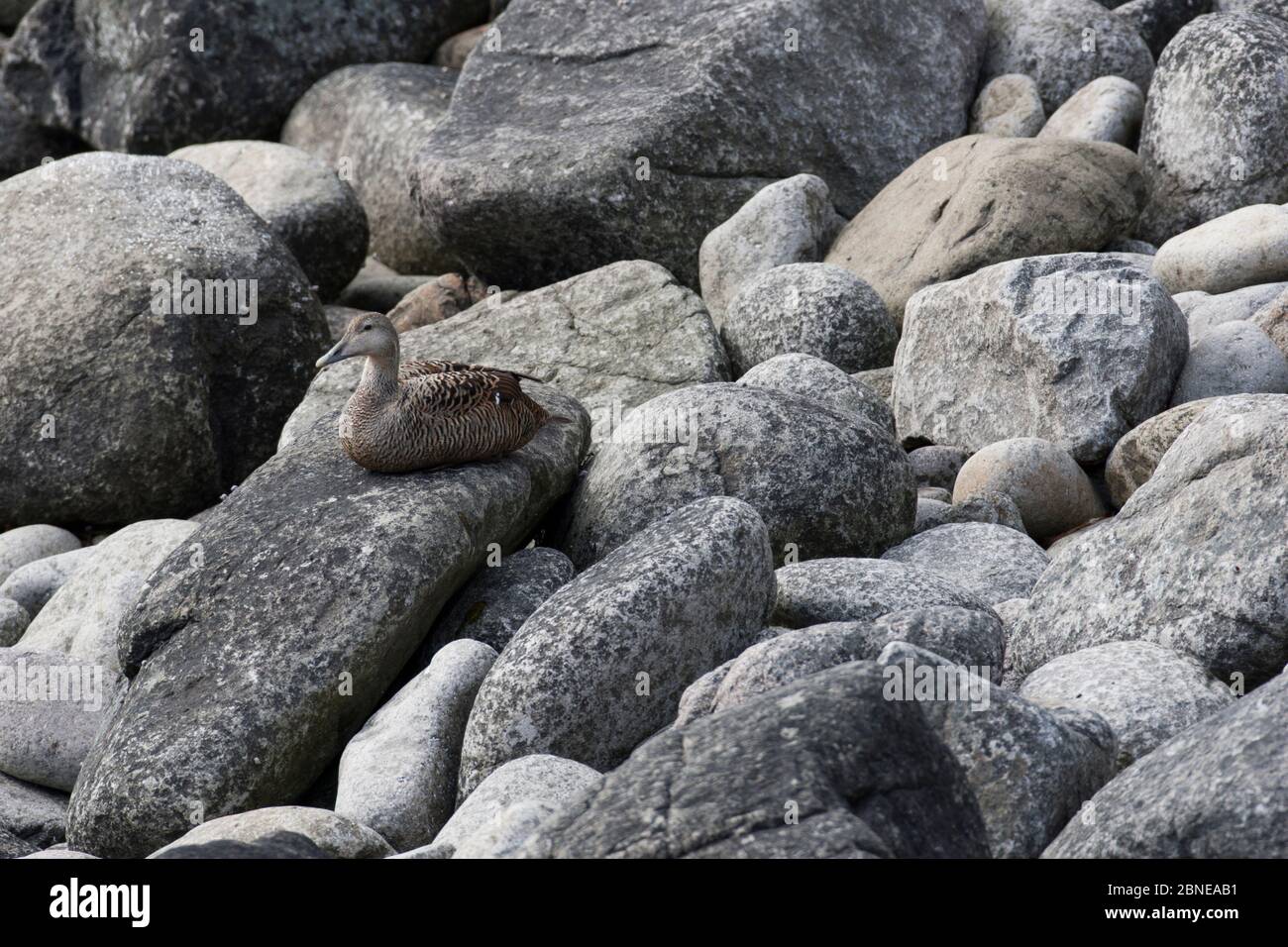 Female Common eider duck (Somateria mollissima) sitting on rock, Aedey ...